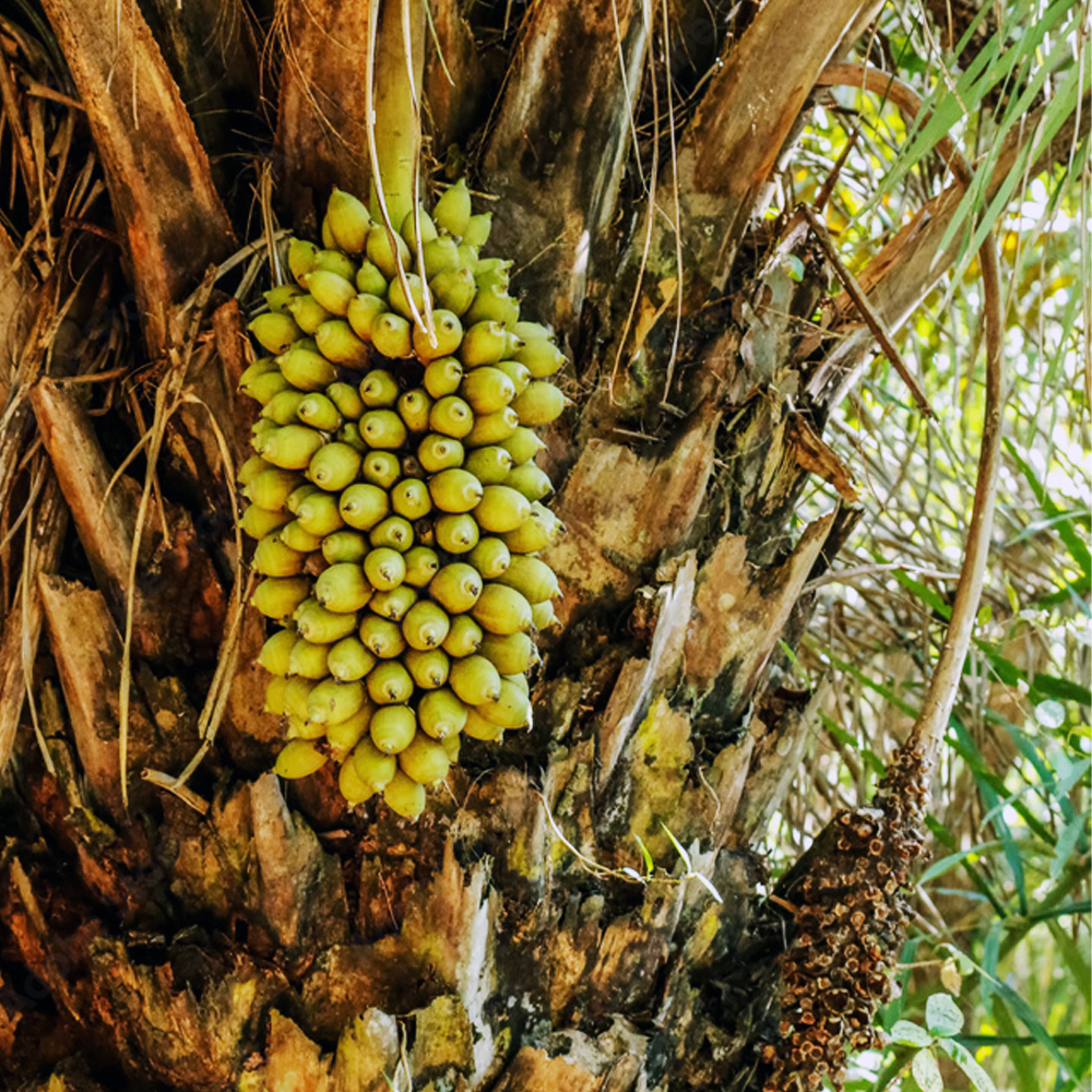 Babassu Natural Butter – All Naturals Cosmetics